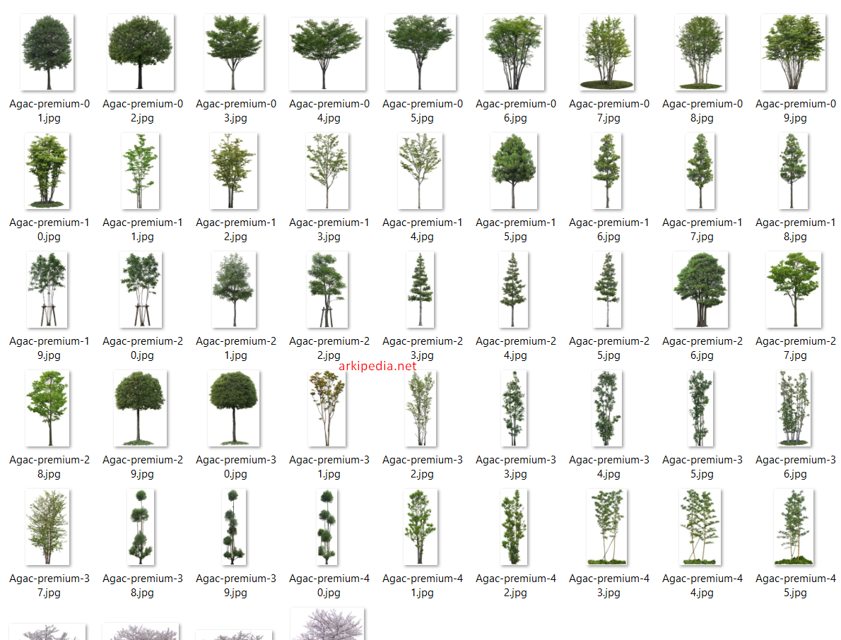 50 Transparent Premium Tree Pack PSD - Arkipedia EN