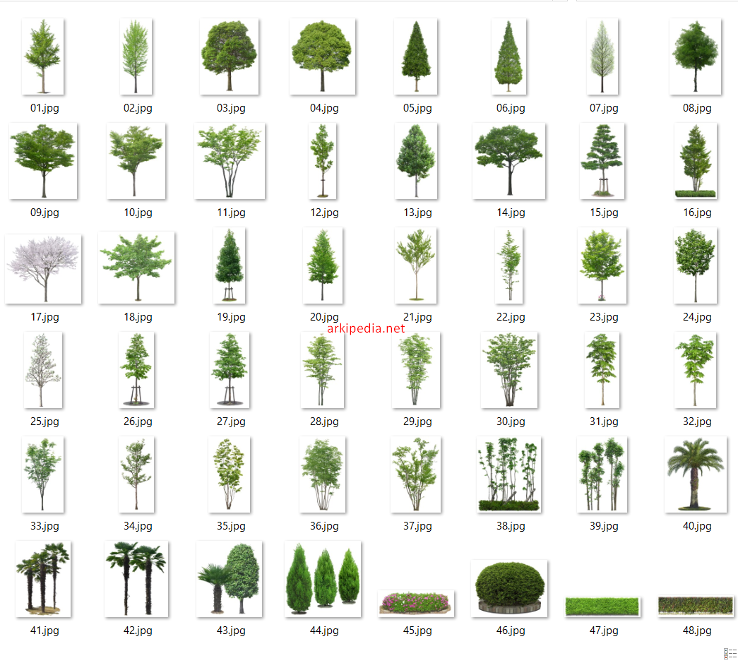50 Transparent Tree images Premium PSD - Arkipedia EN